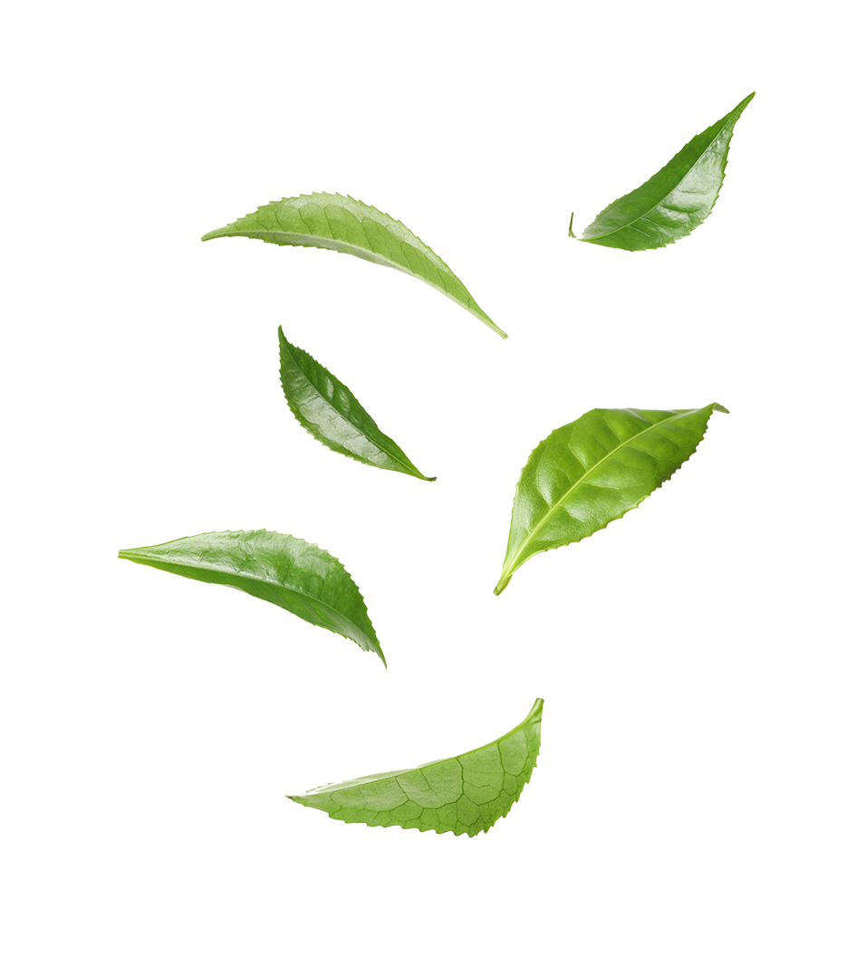 Acacia Tan Accelerator Organic – Earth Tan